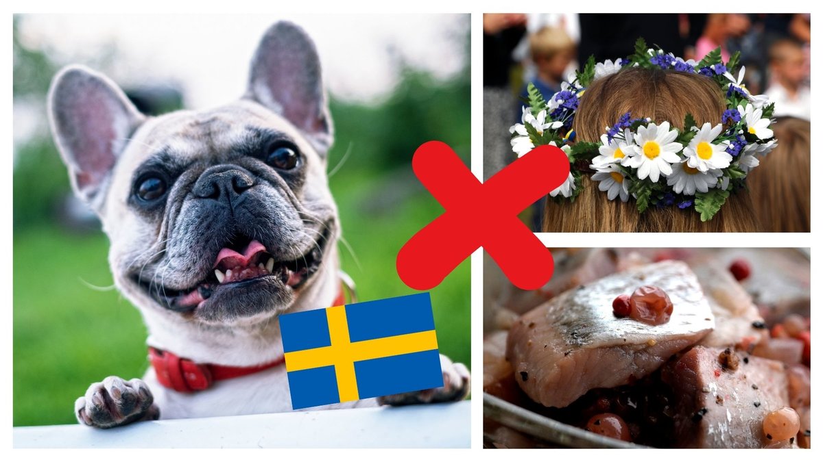 Det får du ALDRIG låta din hund göra under midsommar